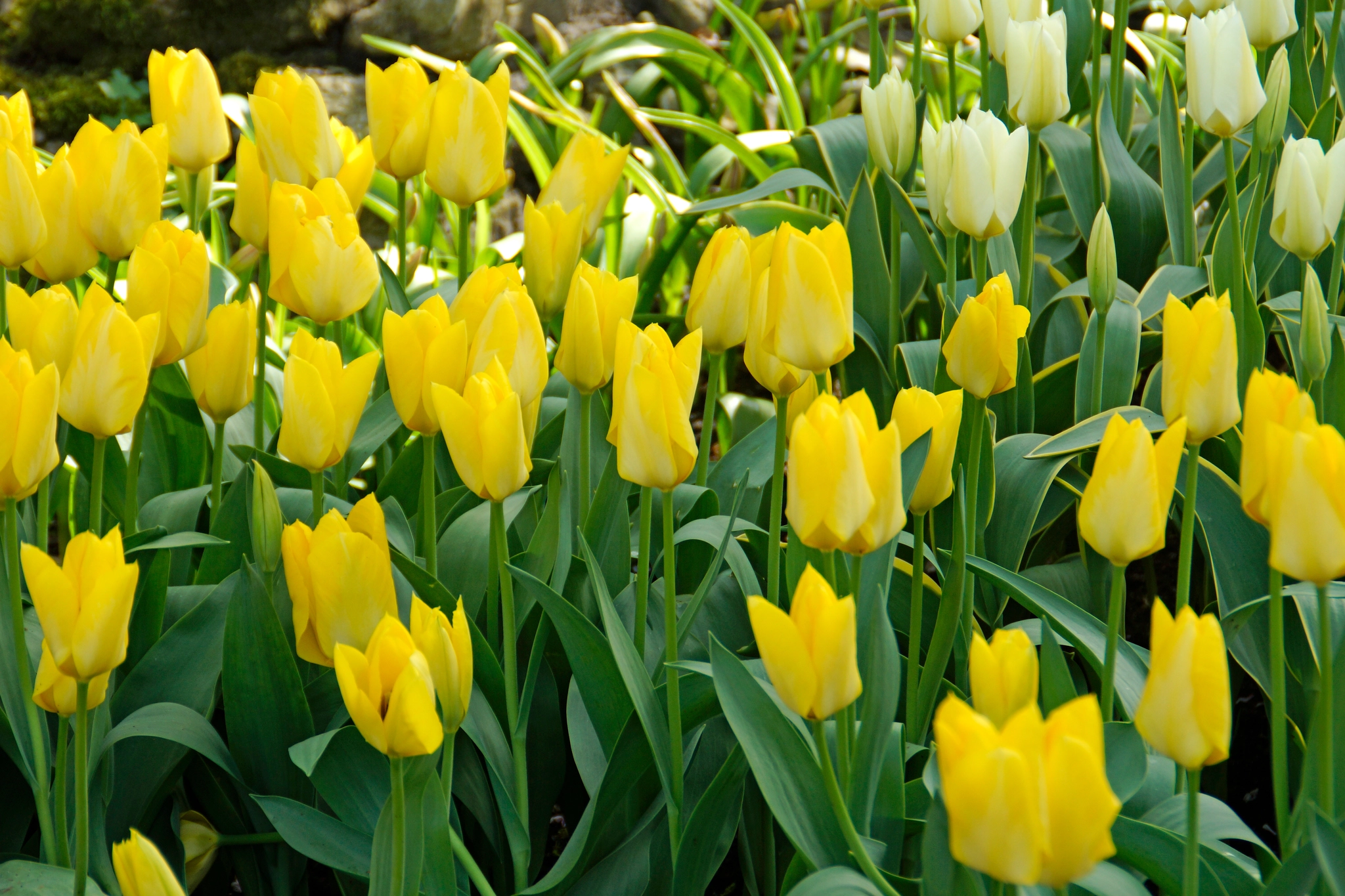 Tulip Yellow Emperor | 50 pcs - De Vroomen US