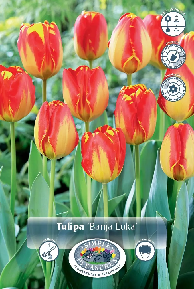 Tulipa Darwin Hybrid Banja Luka | 350 pcs - De Vroomen US