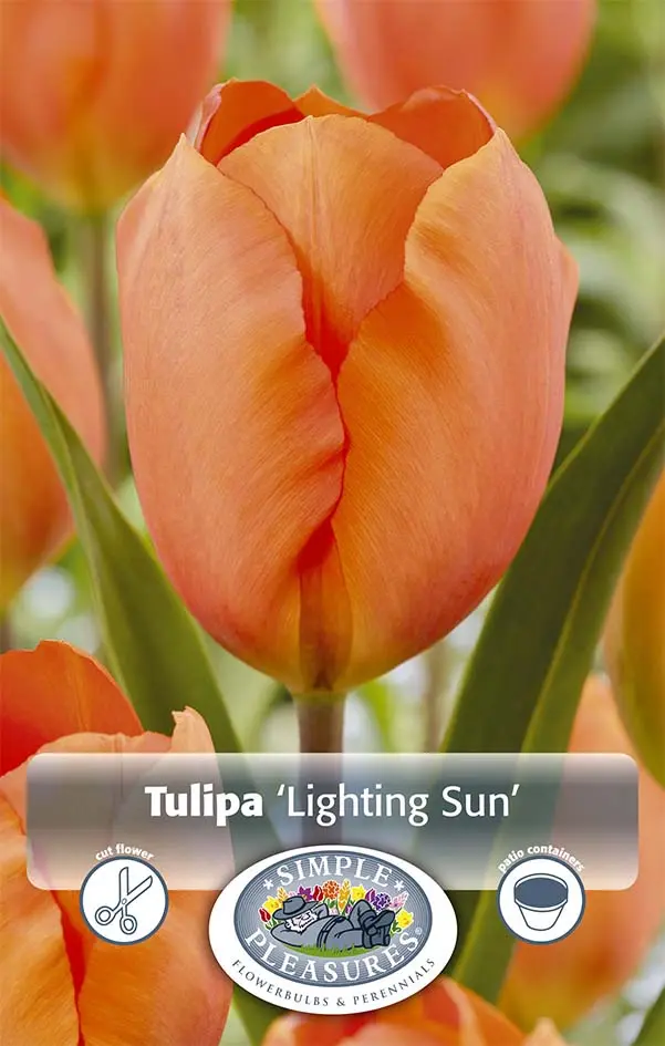 Tulipa Darwin Hybrid Lighting Sun | 80 pcs - De Vroomen US