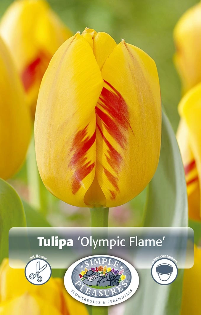 Tulipa Darwin Hybrid Olympic Flame | 80 pce - De Vroomen US