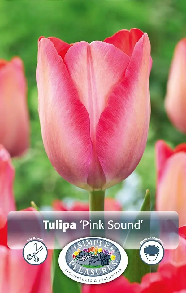 Tulipa Darwin Hybrid Pink Sound | 80 pcs - De Vroomen US