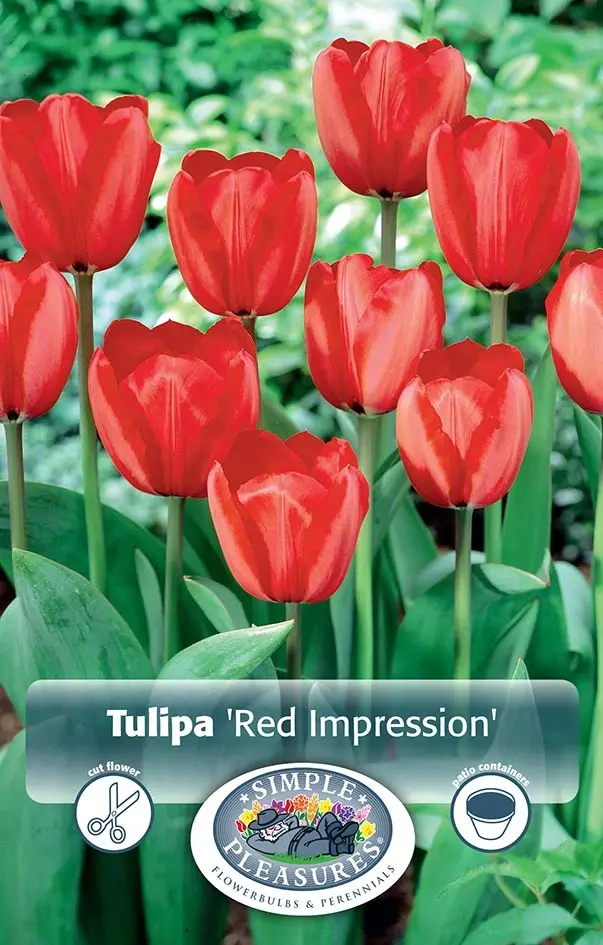 Tulipa Darwin Hybrid Red Impression | 80 pcs - De Vroomen US