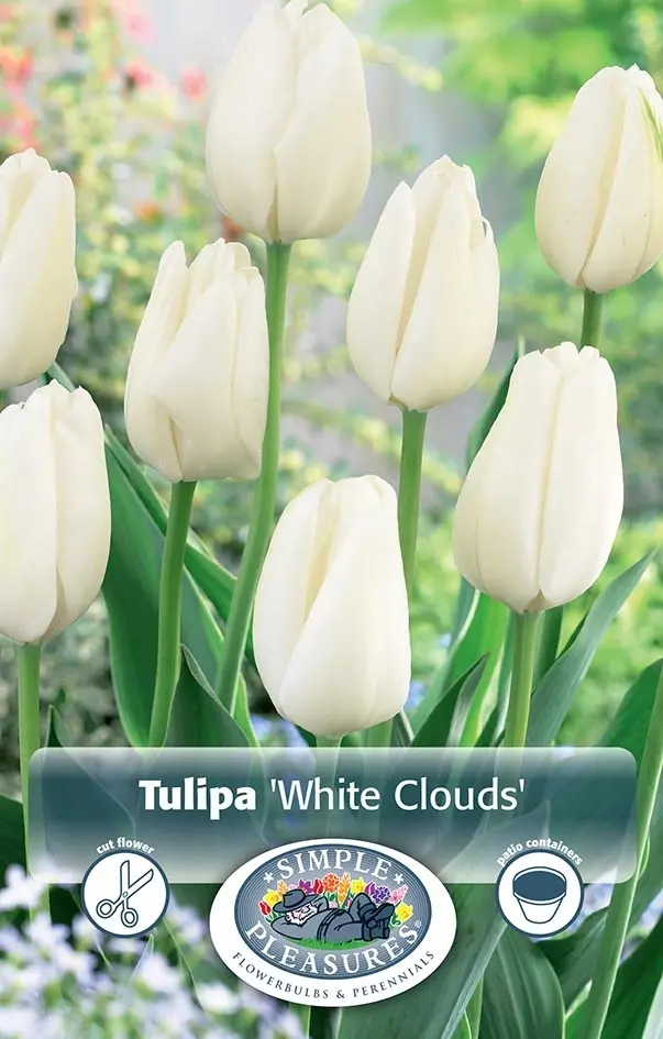 Tulipa Darwin Hybrid White Clouds (Hakuun) | 80 pcs - De Vroomen US