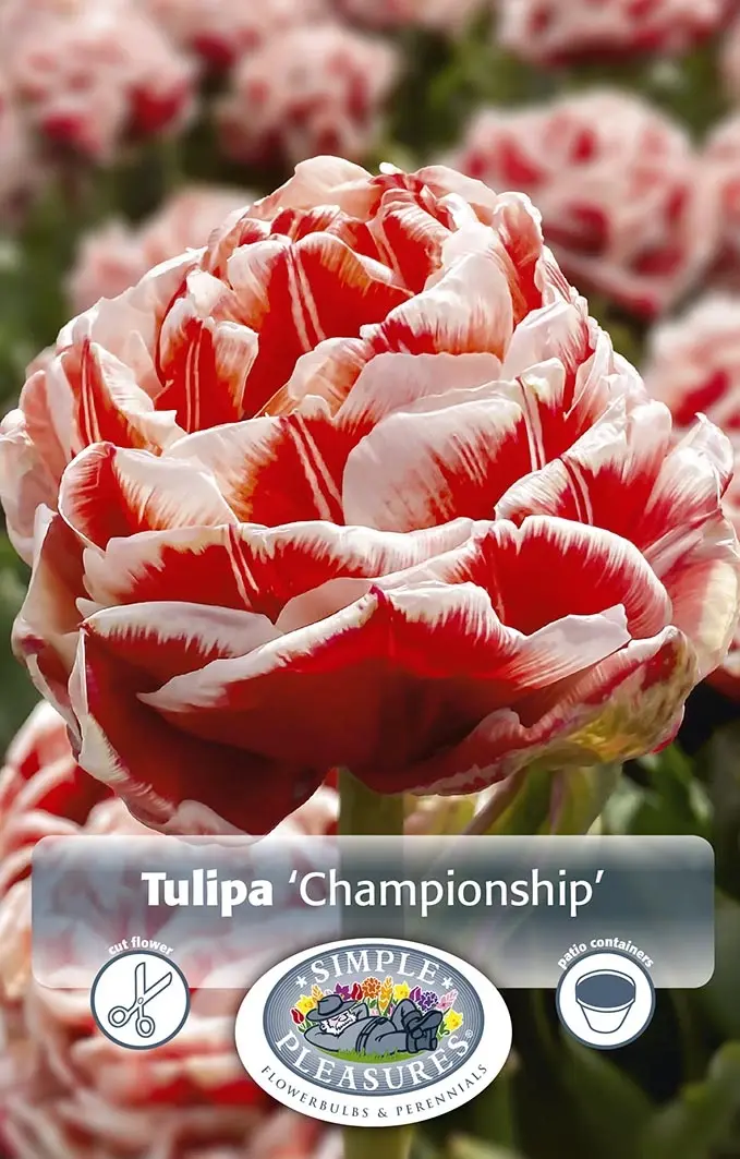 Tulipa Double Early Championship | 80 pcs - De Vroomen US