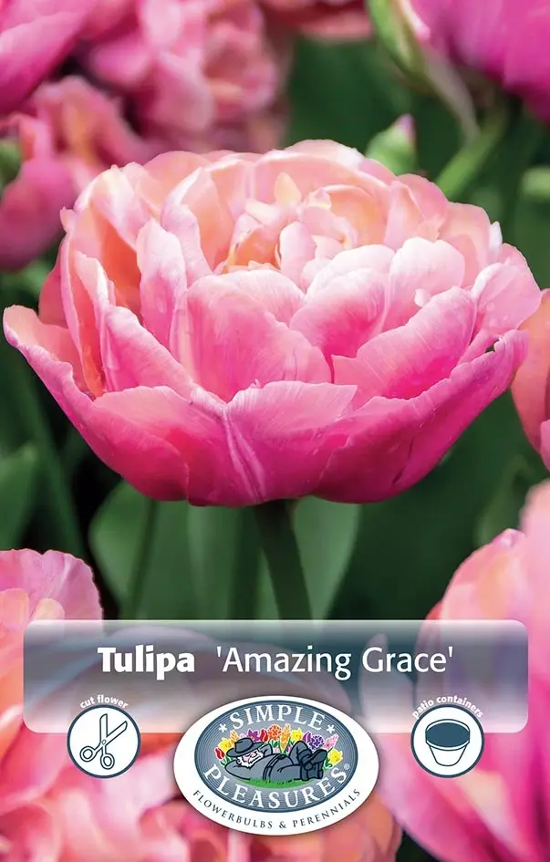 Tulipa Double Late Amazing Grace | 80 pcs - De Vroomen US