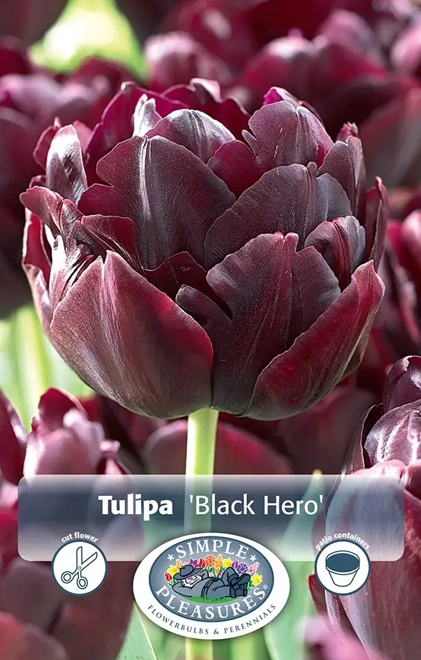 Tulipa Double Late Black Hero | 80 pcs - De Vroomen US
