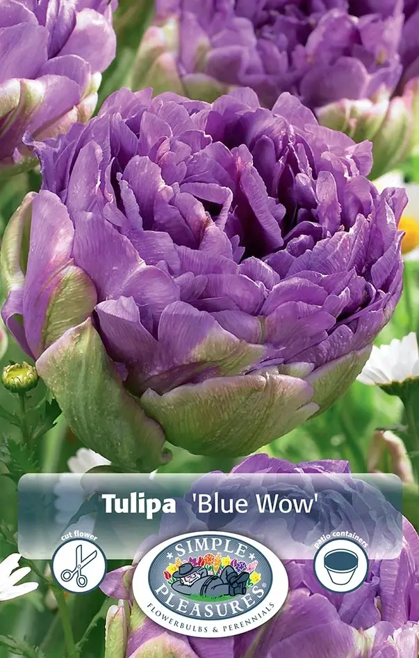 Tulipa Double Late Blue Wow | Capper 20 x 5 - De Vroomen US