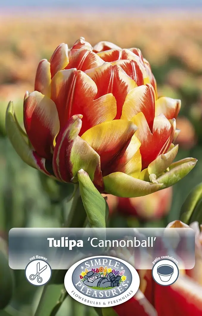 Tulipa Double Late Cannonball | 80 pcs - De Vroomen US
