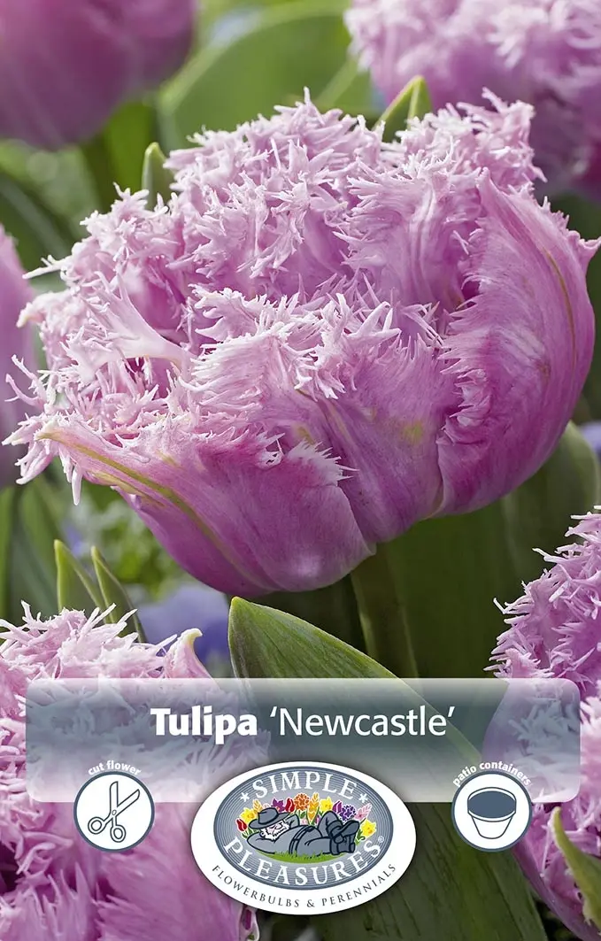 Tulipa Double Late castle | 80 pcs - De Vroomen US