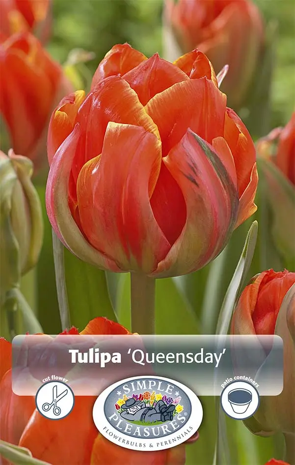 Tulipa Double Late Queensday | 80 pcs - De Vroomen US