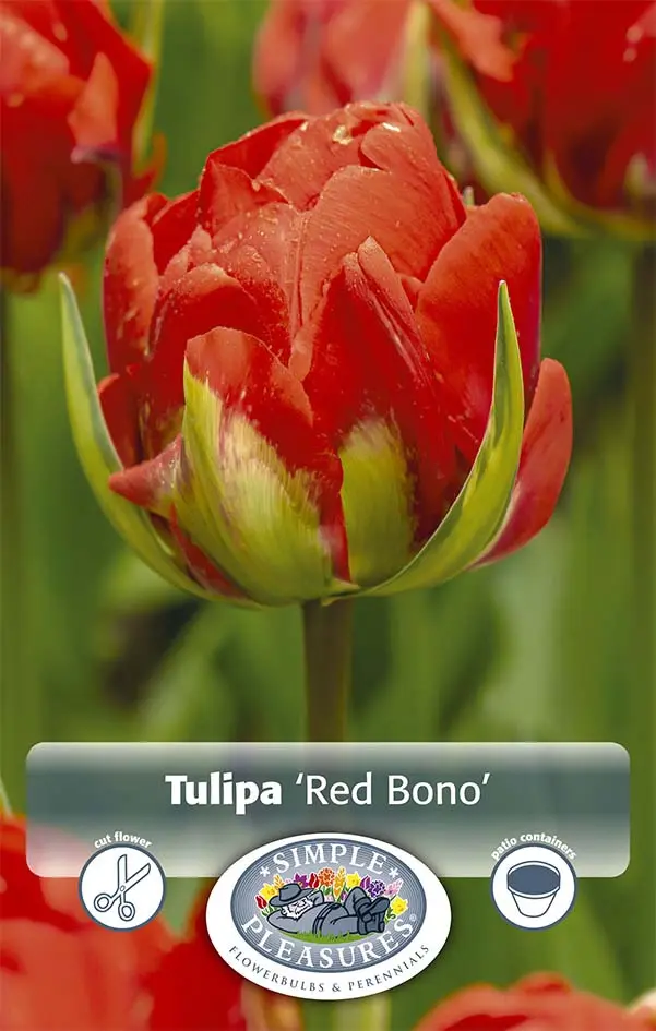 Tulipa Double Late Red Bono | 80 pcs - De Vroomen US