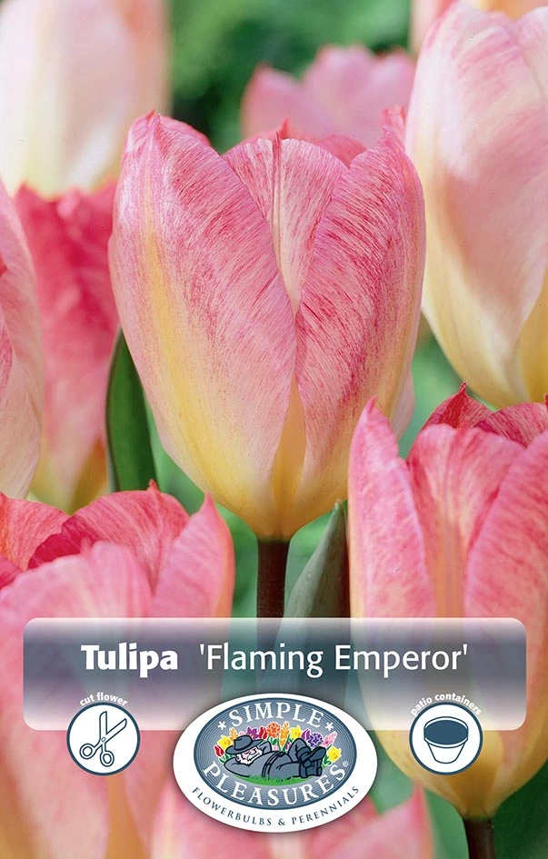 Tulipa Fosteriana Flaming Emperor | 80 pcs - De Vroomen US