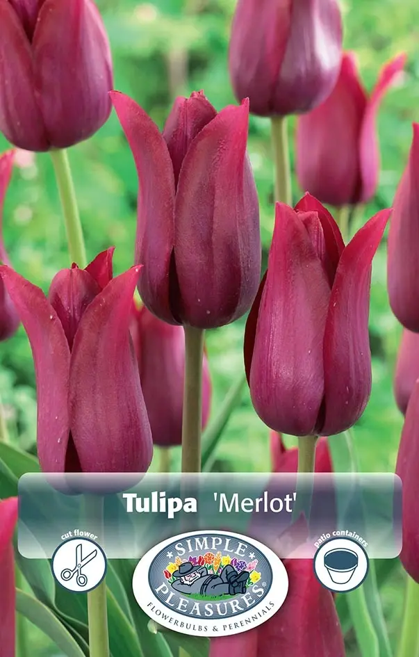 Tulipa Lily-Flowering Merlot | 80 pcs - De Vroomen US