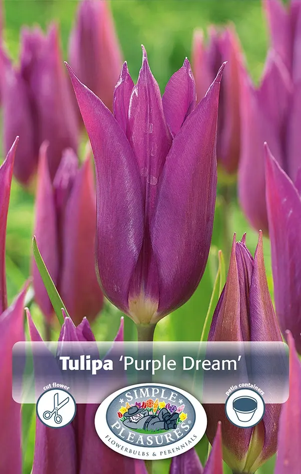Tulipa Lily-Flowering Purple Dream | Capper 20 x 5 - De Vroomen US