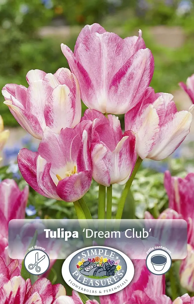 Tulipa Multiflowering (Bouquet) Dream Club | Capper 20 x 5 - De Vroomen US