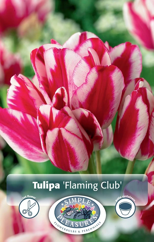 Tulipa Multiflowering (Bouquet) Flaming Club | Cappers 5 x 20 - De ...