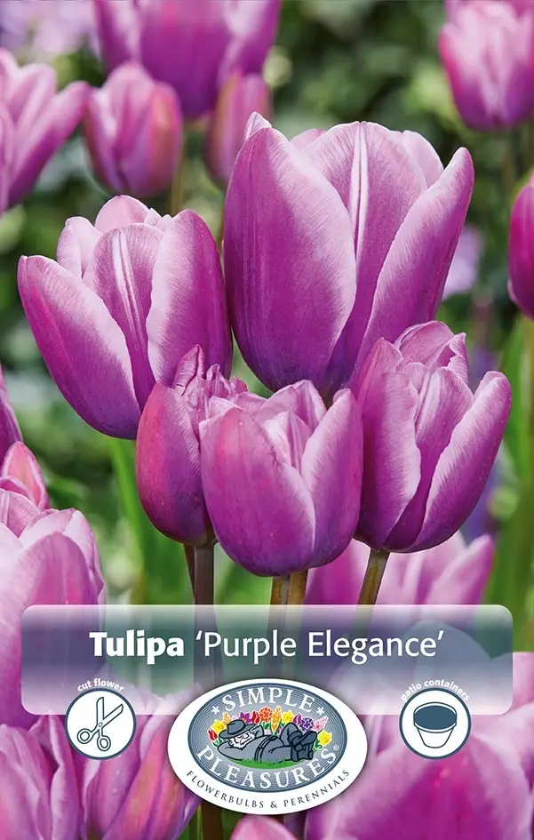 Tulipa Multiflowering (Bouquet) Purple Elegance | 80 pcs - De Vroomen US