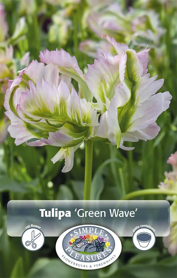 Tulipa Parrot Green Wave | 80 pcs - De Vroomen US