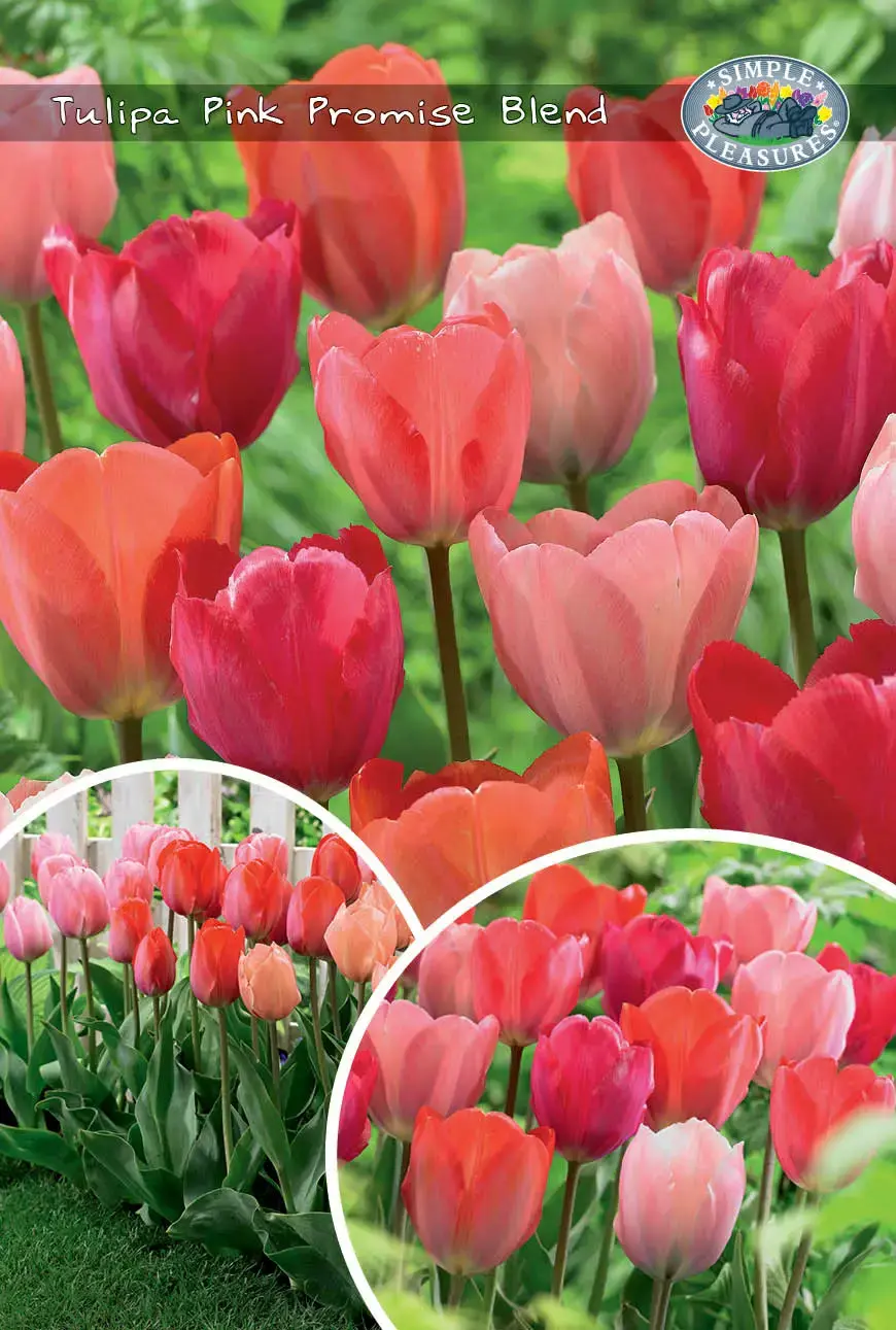Tulipa Pink Promise | Bag 20 x 25 - De Vroomen US