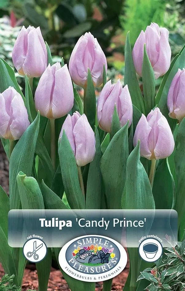 Tulipa Single Early Candy Prince | 80 pcs - De Vroomen US