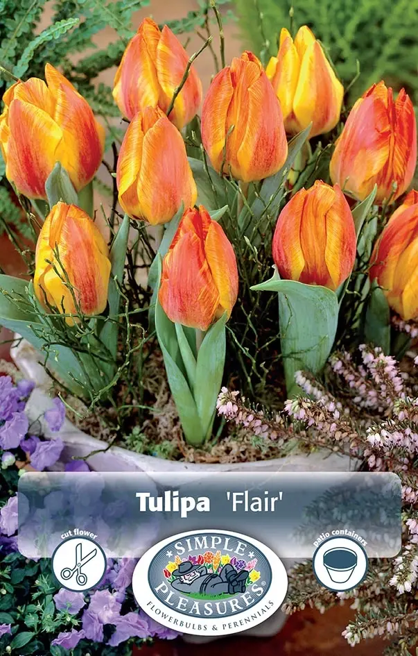 Tulipa Single Early Flair | 80 pcs - De Vroomen US