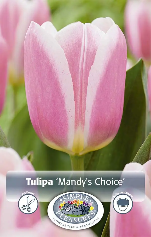 Tulipa Single Early Mandy's Choice | 80 pcs - De Vroomen US