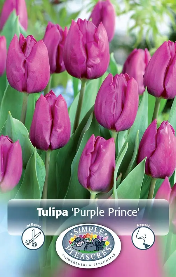 Tulipa Single Early Purple Prince | 80 pcs - De Vroomen US