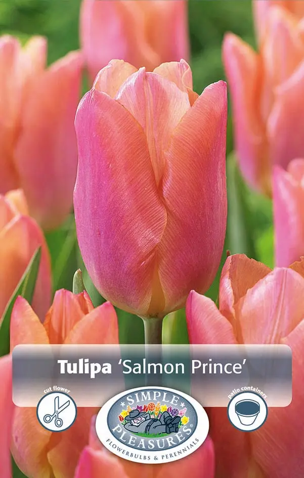 Tulipa Single Early Salmon Prince | 80 pcs - De Vroomen US
