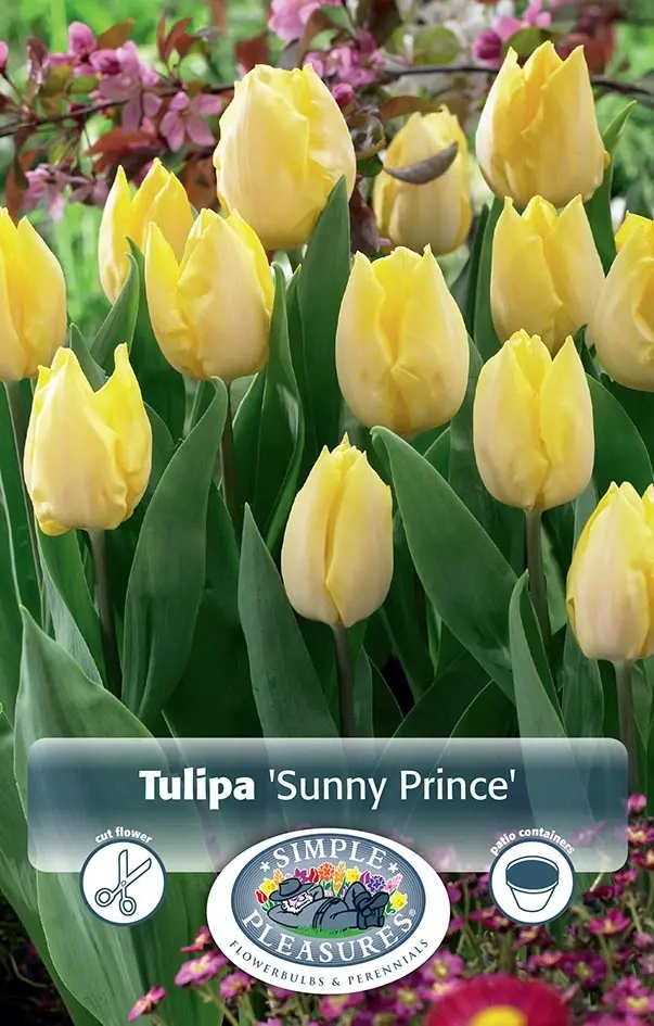 Tulipa Single Early Sunny Prince | 80 pcs - De Vroomen US