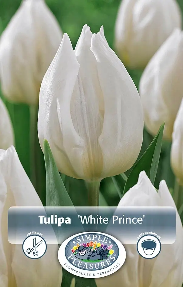 Tulipa Single Early White Prince | 80 pcs - De Vroomen US