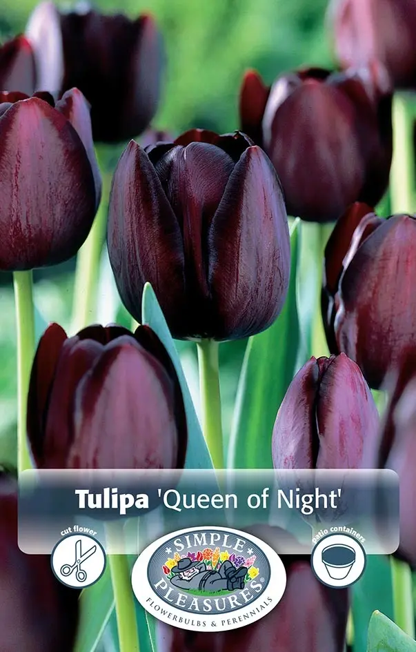 Tulipa Single Late Queen of Night | 80 pcs - De Vroomen US