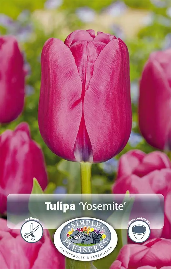 Tulipa Single Late Yosemite | 80 pcs - De Vroomen US