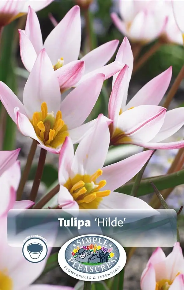 Tulipa Specialty Hilde | Cappers 10 x 20 - De Vroomen US
