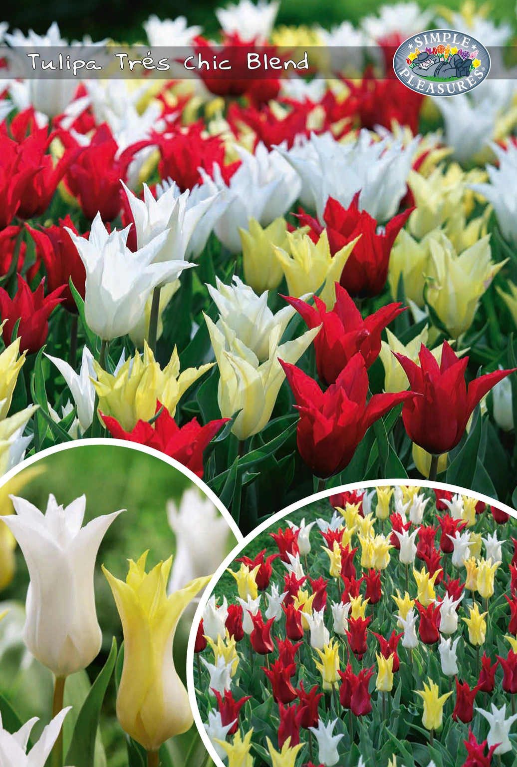 Tulipa Trés Chic Blend | Bags 12 x 25 - De Vroomen US