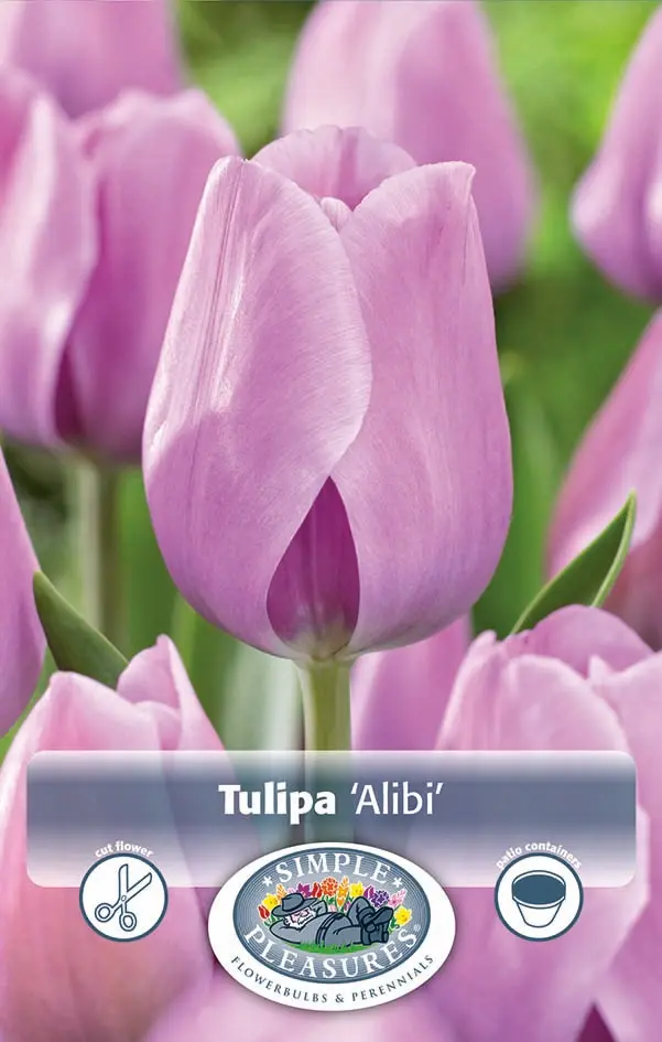 Tulipa Triumph Alibi | 80 pcs - De Vroomen US