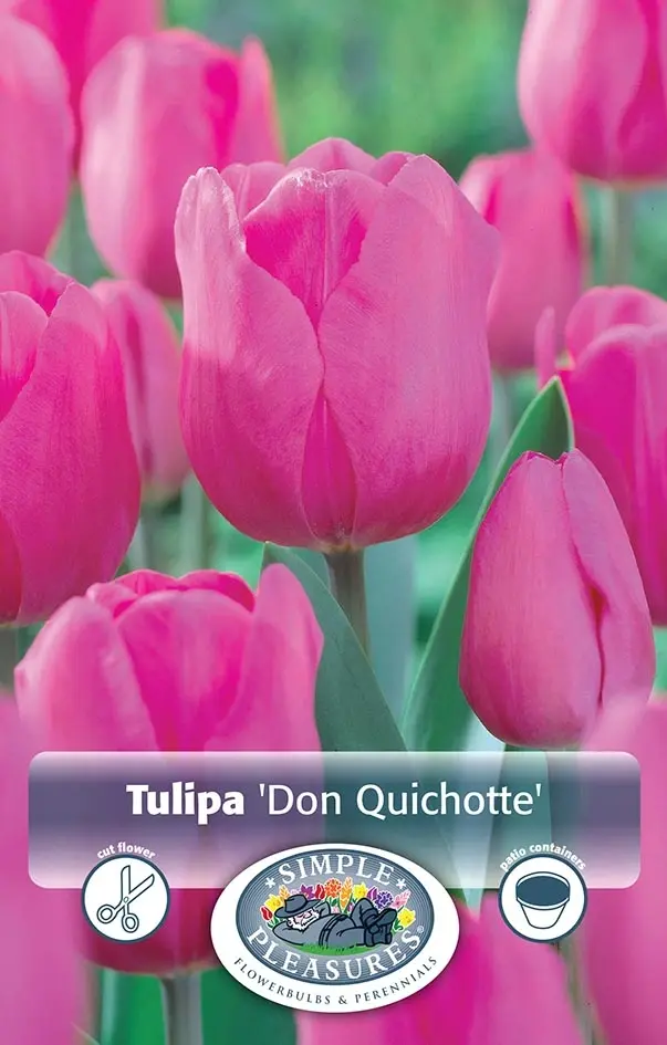 Tulipa Triumph Don Quichotte | 80 pcs - De Vroomen US