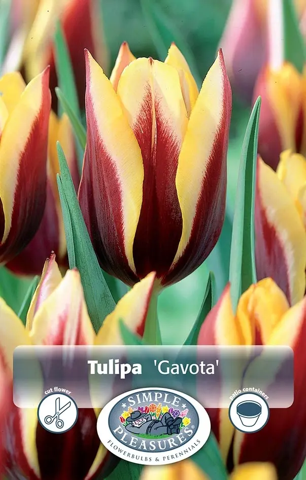 Tulipa Triumph Gavota | 80 pcs - De Vroomen US