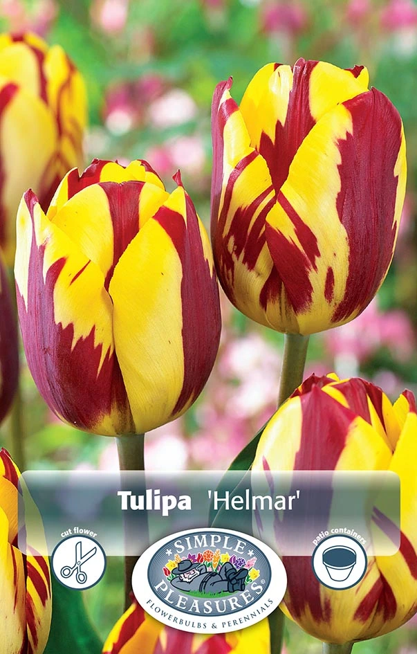 Tulipa Triumph Helmar | 80 pcs - De Vroomen US