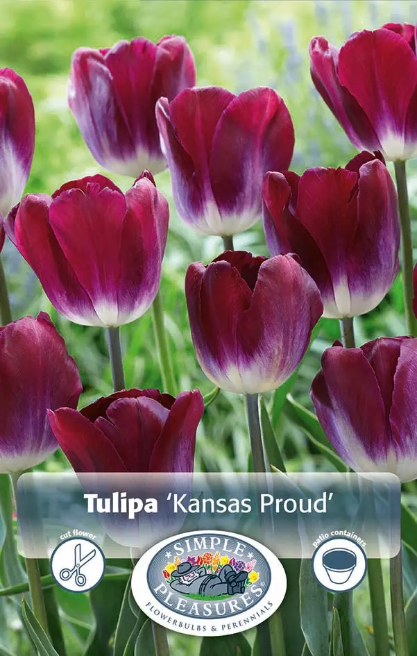 Tulipa Triumph Kansas Proud | 80 pcs - De Vroomen US
