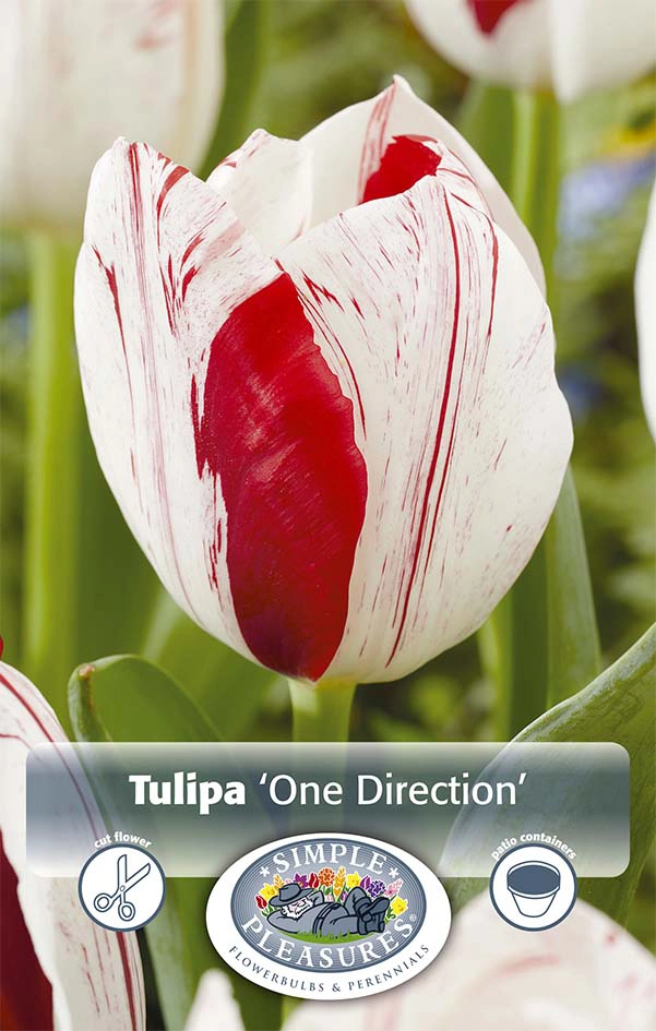 Tulipa Triumph One Direction | 80 pcs - De Vroomen US