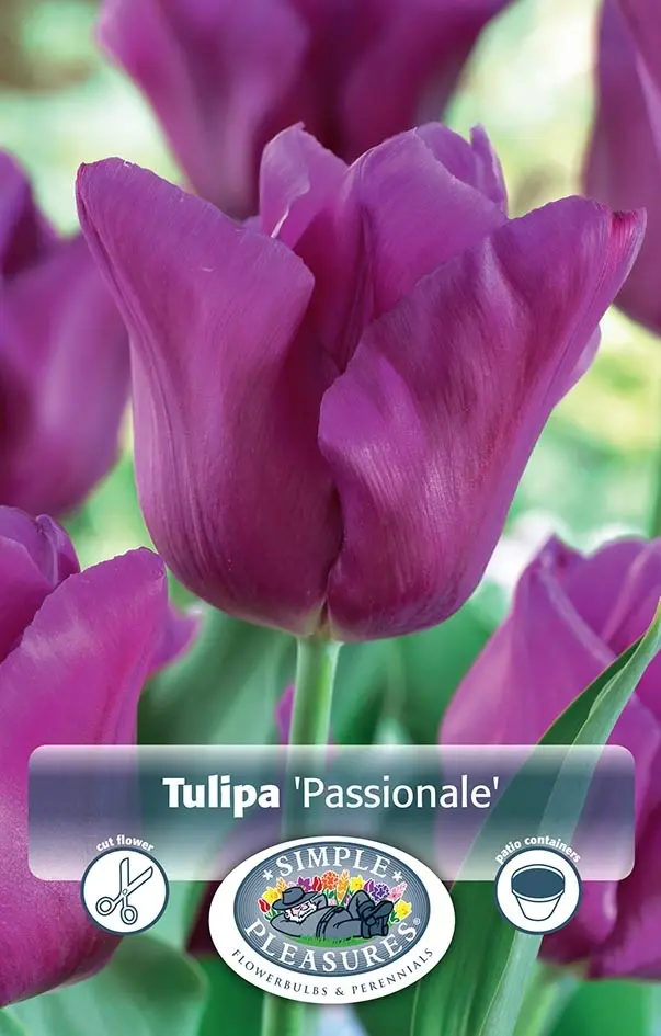 Tulipa Triumph Passionale (Purple Cloud) | 80 pcs - De Vroomen US