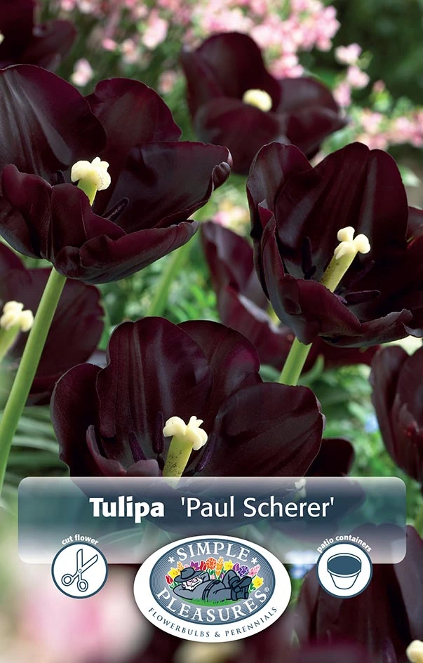 Tulipa Triumph Paul Scherer | 80 pcs - De Vroomen US