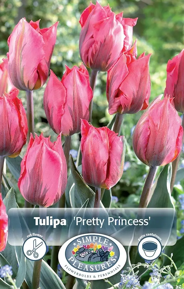 Tulipa Triumph Pretty Princess | Capper 20 x 5 - De Vroomen US