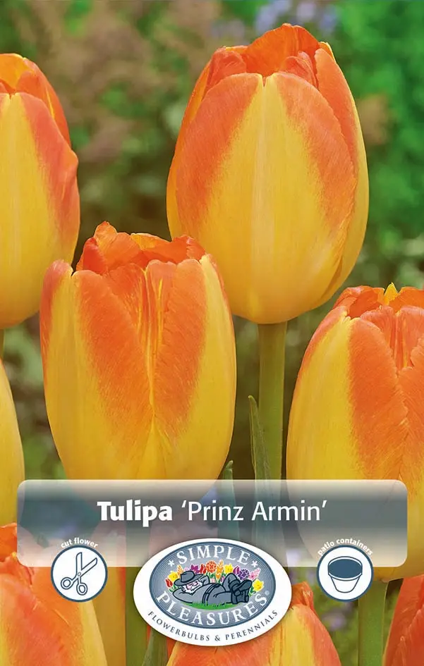 Tulipa Triumph Prinz Armin | 80 pcs - De Vroomen US