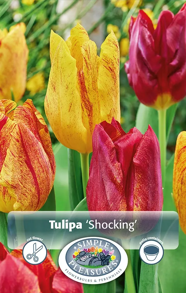 Tulipa Triumph Shocking | 80 pcs - De Vroomen US