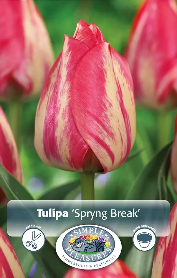 Tulipa Triumph Spryng Break | 80 pcs - De Vroomen US